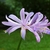 Hurricane Lilies - Lycoris | North Carolina Extension Gardener Plant ...