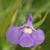 Mimulus ringens (Lavender Musk) | North Carolina Extension Gardener ...