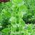Moluccella laevis (Bells of Ireland, Lady-in-the-Bathtub, Molucca Balm ...