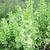 Moluccella laevis (Bells of Ireland, Lady-in-the-Bathtub, Molucca Balm ...