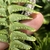 Nephrolepis cordifolia (Dwarf Whitman Fern, Erect Sword Fern, Fishbone ...