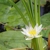 Nymphaea (Waterlily, Water Lily) | North Carolina Extension Gardener ...