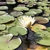 Nymphaea (Waterlily, Water Lily) | North Carolina Extension Gardener ...