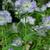 Phacelia purshii (Miami Mist, Scorpionweed) | North Carolina Extension ...