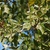 Quercus sinuata var. sinuata | North Carolina Extension Gardener Plant ...