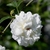 Rosa 'Fortuniena' (Fortuniena rose) | North Carolina Extension Gardener ...