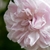 Rosa 'Juno' (Juno) | North Carolina Extension Gardener Plant Toolbox