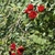 Red Cascade - Rosa Red Cascade 'MOORcap' | North Carolina Extension ...