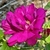 Rotesmaer - Rosa Rotes Meer 'HANpur' | North Carolina Extension ...