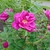 Rotes Meer - Rosa Rotes Meer 'HANpur' | North Carolina Extension ...