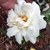 Rosa 'Silver Moon' (Silver Moon) | North Carolina Extension Gardener ...