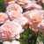Rosa Tamora 'AUStamora' (Tamora rose) | North Carolina Extension ...
