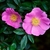 Rosa virginiana (Common Wild Rose, Prairie Rose, Virginia Rose) | North ...