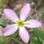 Sabatia stellaris (Annual Sea-pink) | North Carolina Extension Gardener ...