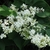 Syringa reticulata subsp. amurensis (Amur Lilac, Amur Tree Lilac ...