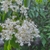 Syringa reticulata subsp. amurensis (Amur Lilac, Amur Tree Lilac ...