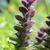 Ajuga reptans (Ajuga, Bugleweed, Bugle Weed, Carpet Bugle) | North ...
