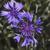 Centaurea cyanus (Bachelor's Button, Cornflower) | North Carolina ...