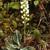 Goodyera pubescens (Downy Rattlesnake Plantain, Rattlesnake Plantain ...