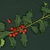Ilex pernyi (Perny Holly) | North Carolina Extension Gardener Plant Toolbox