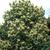 Lithocarpus henryi (Henry Tanbark Oak) | North Carolina Extension ...