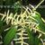Lithocarpus henryi (Henry Tanbark Oak) | North Carolina Extension ...