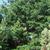 Pinus glabra (Cedar Pine, Spruce Pine, Walter's Pine) | North Carolina ...