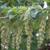 Pterostyrax hispidus (Epaulettetree) | North Carolina Extension ...