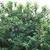Pterostyrax hispidus (Epaulettetree) | North Carolina Extension ...
