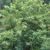 Pterostyrax hispidus (Epaulettetree) | North Carolina Extension ...