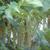 Pterostyrax hispidus (Epaulettetree) | North Carolina Extension ...