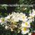 Rosa 'Silver Moon' (Silver Moon) | North Carolina Extension Gardener ...