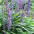 Tradescantia sillamontana (Cobweb Spiderwort, White Gossamer Plant ...