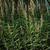Spodiopogon sibiricus (Frost Grass, Siberian Graybeard, Silver Spike ...