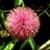Helonias bullata (Swamp Pink, Swamp-pink) | North Carolina Extension ...