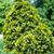 Thuja occidentalis 'Sunkist' (Sunkist Arborvitae) | North Carolina ...