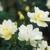 Rosa Windrush 'AUSrush' (Windrush) | North Carolina Extension Gardener ...