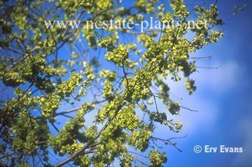 Ulmus 'Homestead' (Homestead Elm) | North Carolina Extension Gardener ...
