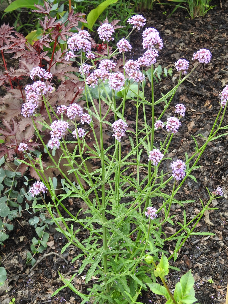 Verbena bonariensis (Brazilian Verbena, Vervain) | North Carolina ...