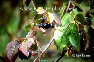 Viburnum lentago (Nannyberry Viburnum) | North Carolina Extension ...
