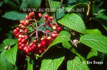 Viburnum setigerum (Tea Viburnum) | North Carolina Extension Gardener ...