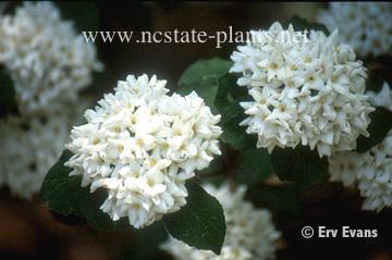Viburnum x carlcephalum 'Cayuga' (Cayuga Viburnum, Koreanspice Viburnum ...