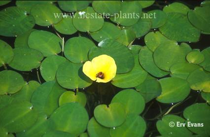 Hydrocleys nymphoides (Water Poppy) | North Carolina Extension Gardener ...