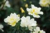 Rosa Windrush 'AUSrush' (Windrush) | North Carolina Extension Gardener ...