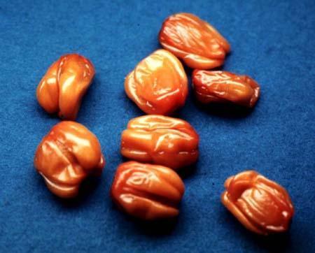 Zamia integrifolia (Coontie, Florida Arrowroot) | North Carolina ...