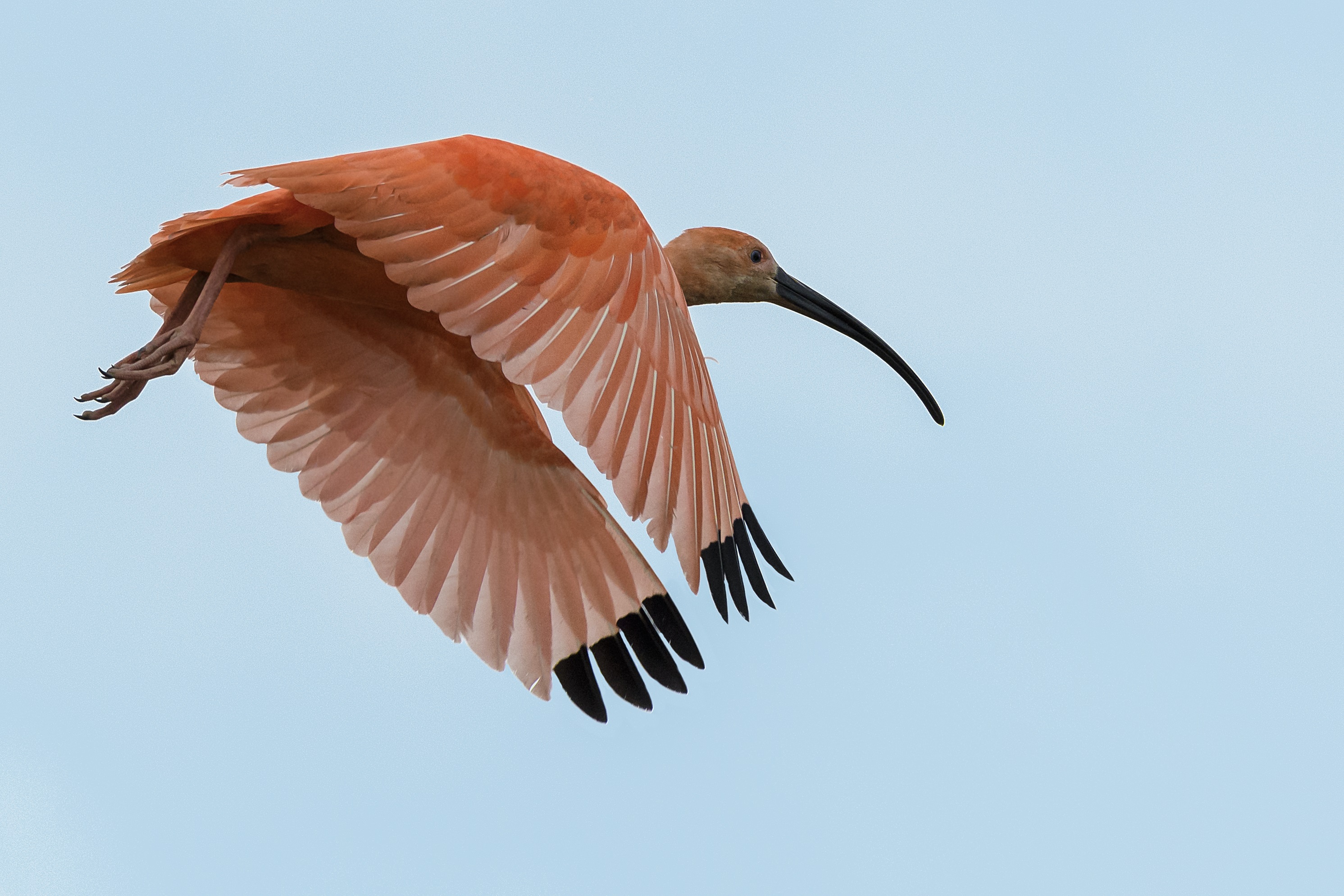 Moda Corocoras Llano Azul Hombre rocic.com