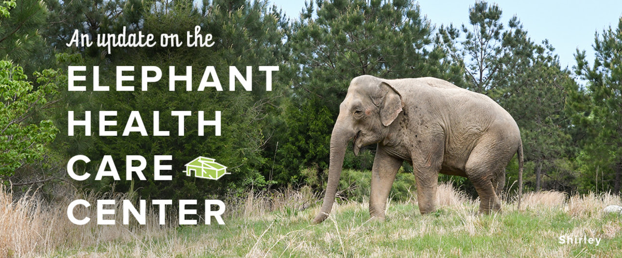 Elephant Health Care Center Update - EleNotes - The Elephant Sanctuary ...