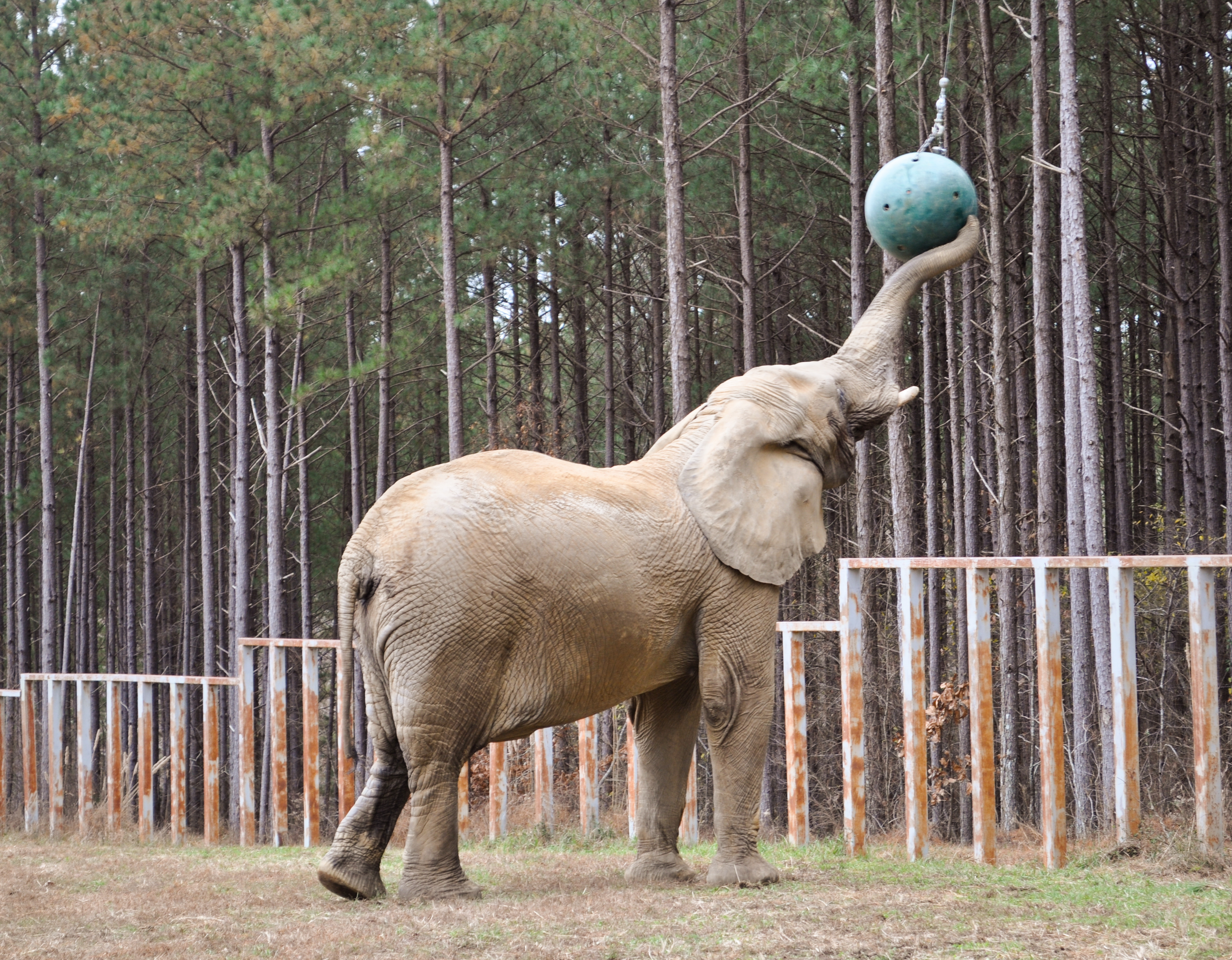 Enrichment for Elephants - EleNotes - The Elephant Sanctuary in Tennessee