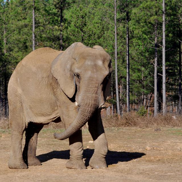 Flora - The Elephant Sanctuary in Tennessee