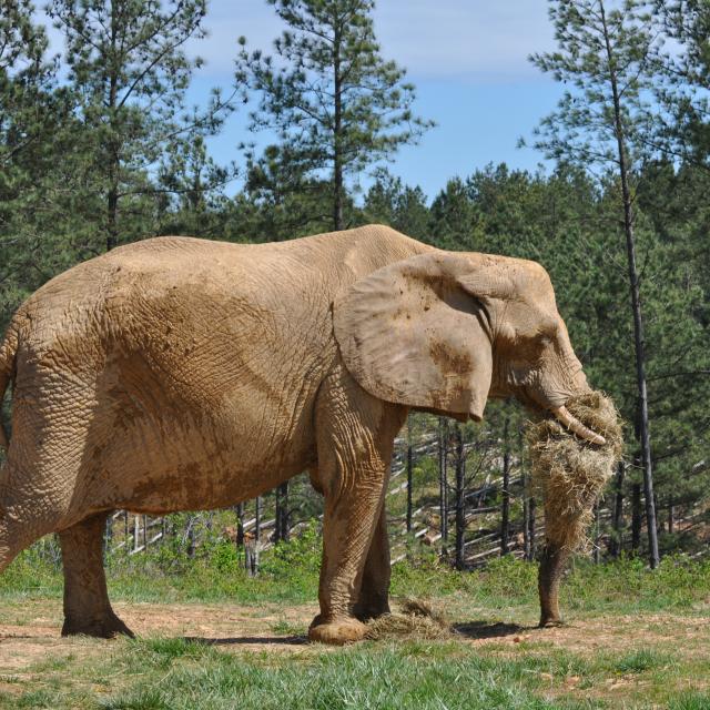 I've really wanted to get a grip on what an 8 foot tall creature would ...